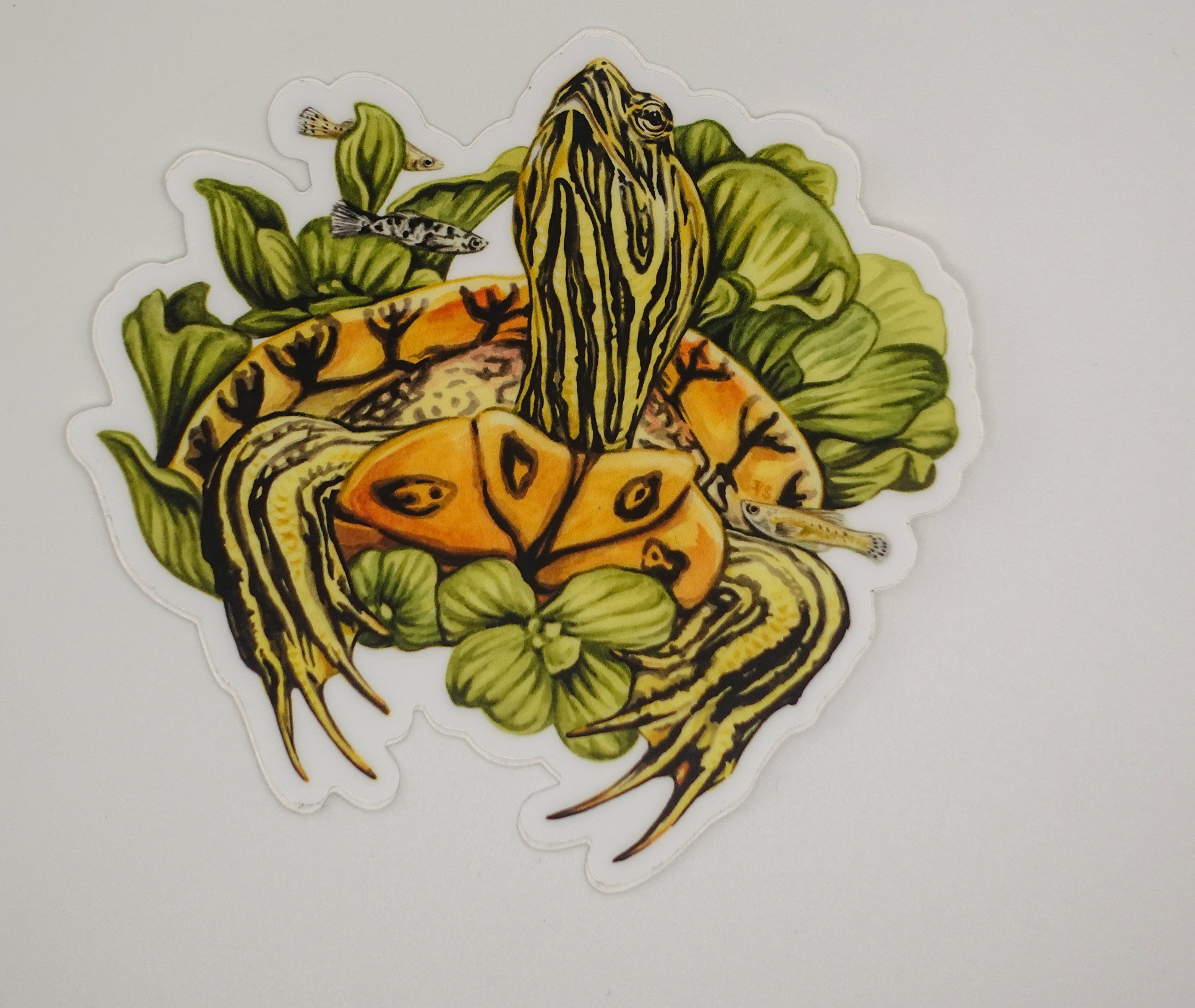 Yellow Bellied Turtle Sticker | Cajun Encounters Merch