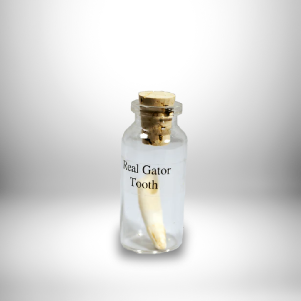 Genuine Alligator Tooth | Cajun Encounters Merch