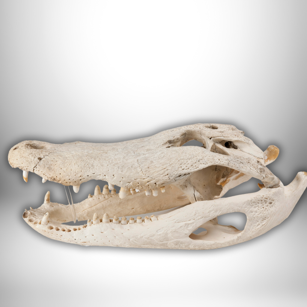 Genuine Alligator Skull | Cajun Encounters Merch